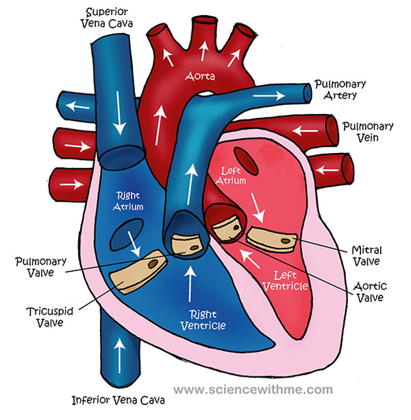 Science With Me Learn About The Heart Science With Me Learn About The Heart
